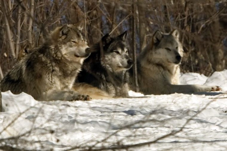 The Grey Wolf Sanctuary of Haliburton Forest | The Planet D