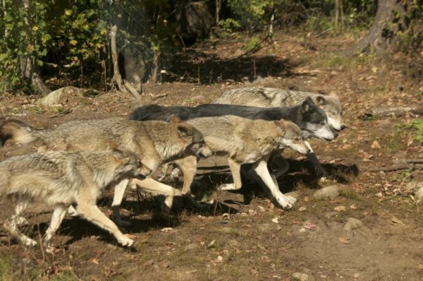 The Grey Wolf Sanctuary of Haliburton Forest | The Planet D