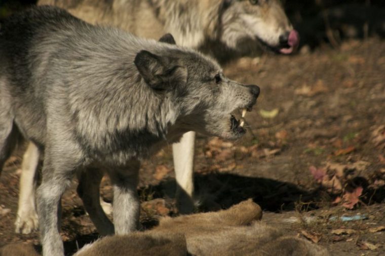 The Grey Wolf Sanctuary of Haliburton Forest | The Planet D