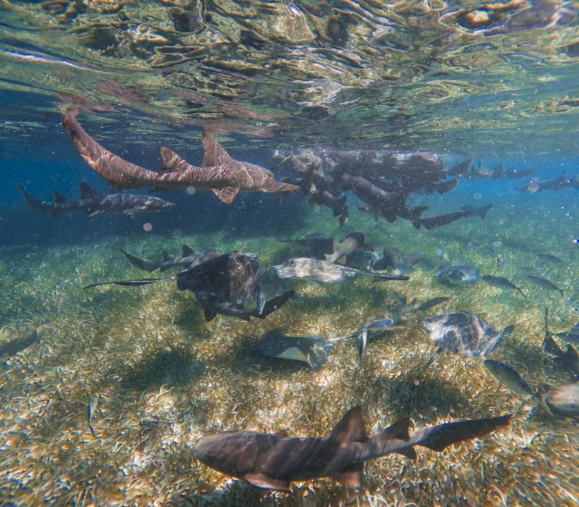 The Perfect One Week in Belize Itinerary: Jungle And Island Adventures ...