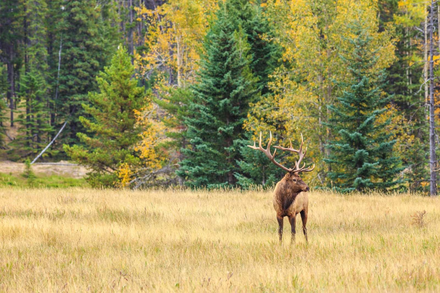 16 Best Banff Hikes To Discover in 2024 - The Planet D