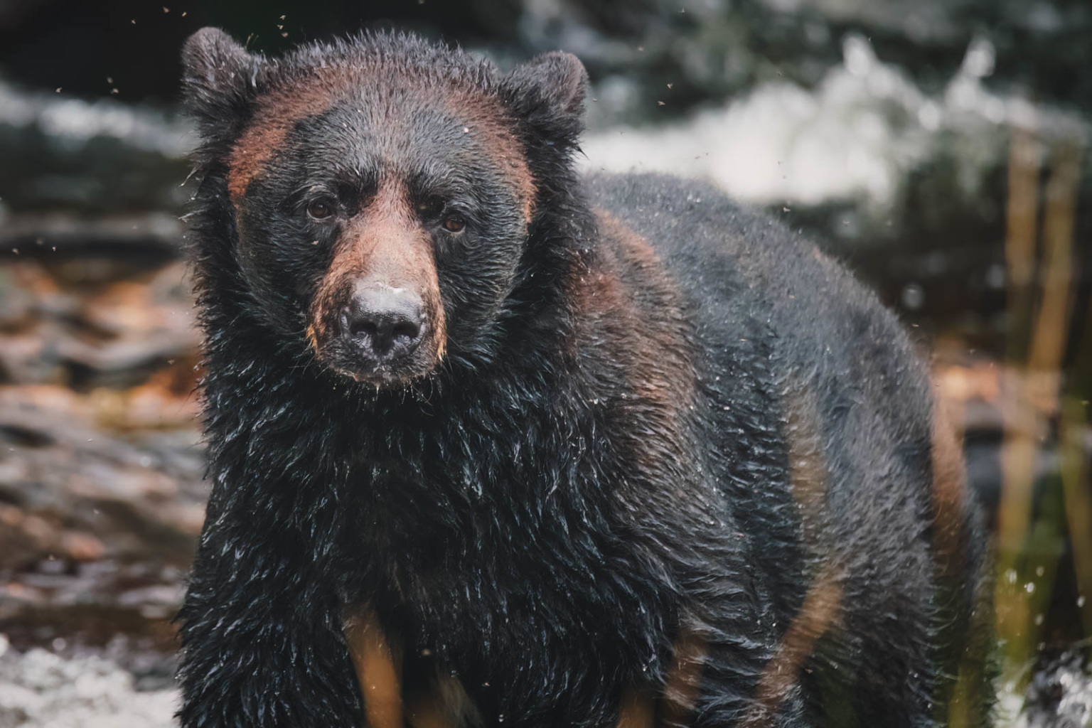 22 Best Things to do in Ketchikan, Alaska - The Planet D