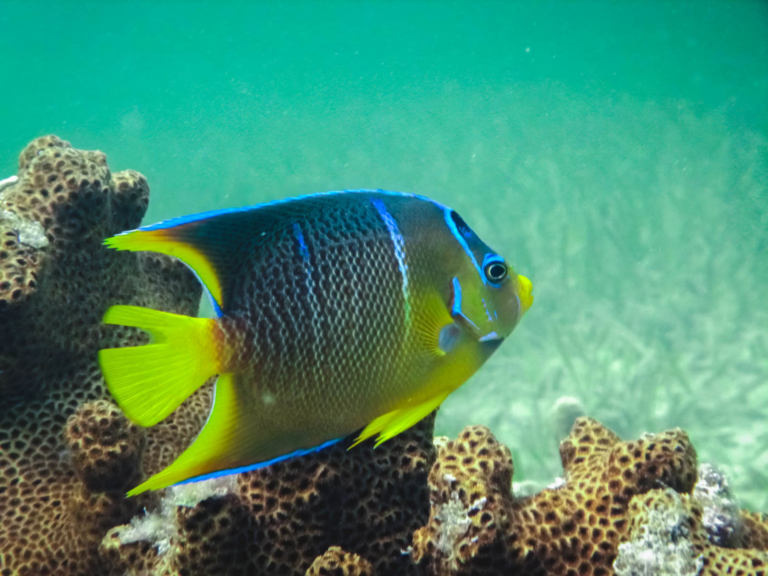 23 Best Things to Do in Key Largo, Florida in 2024 - The Planet D