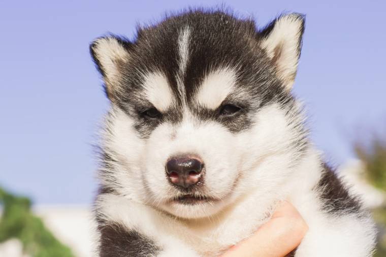 19 Best Things To Do in Skagway, Alaska - The Planet D