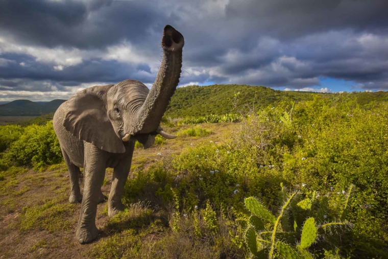 Happy Earth Day - Celebrating Animals of the World in Photos | The Planet D