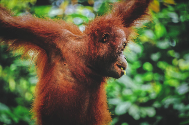 Happy Earth Day - Celebrating Animals of the World in Photos | The Planet D