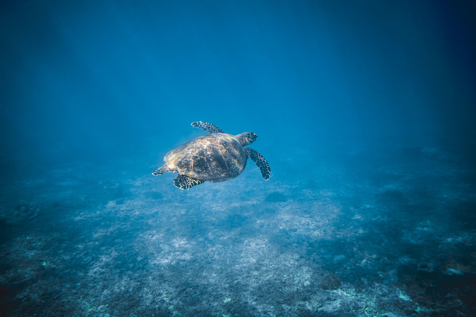 Happy Earth Day - Celebrating Animals of the World in Photos | The Planet D