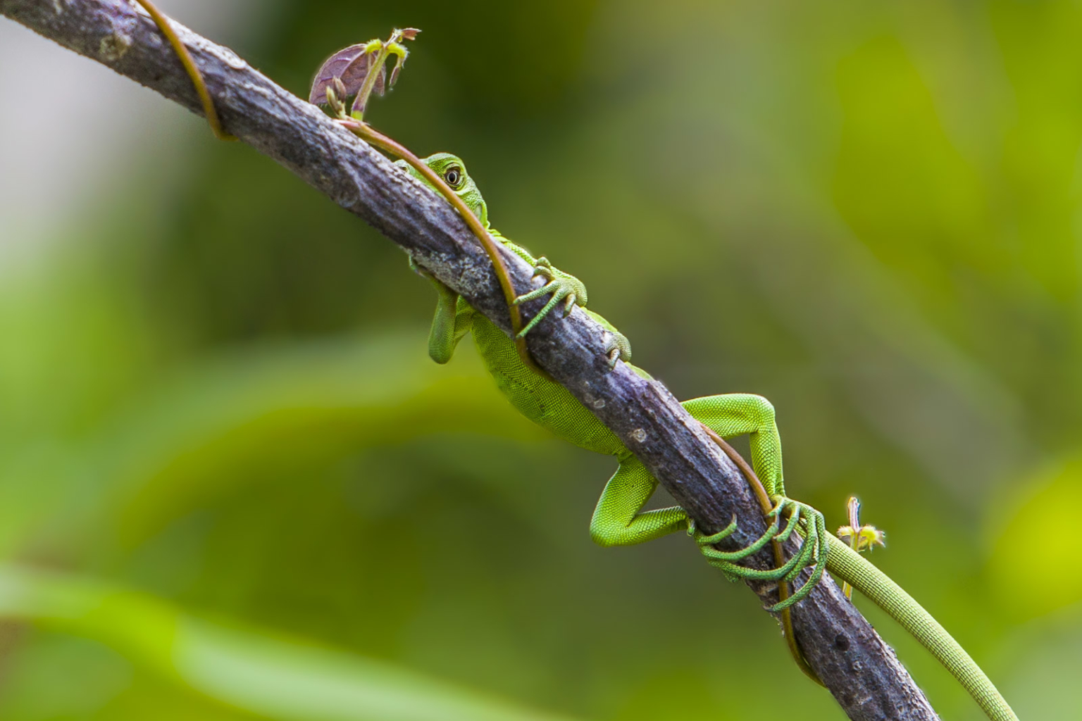 Surprising and Fun Facts About the Amazon River | The Planet D