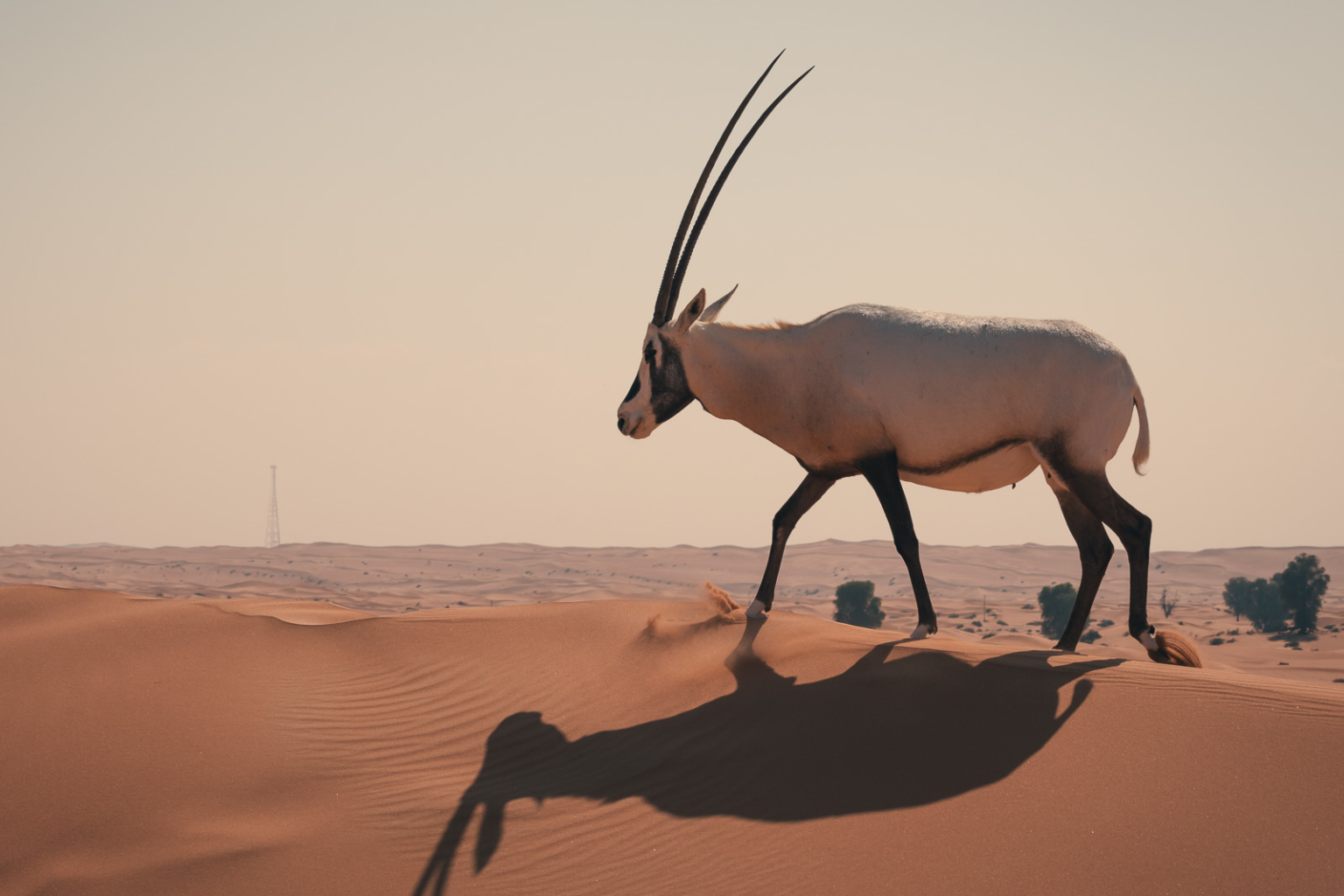 19 Interesting and Fun Facts About Dubai You Need To Know - The Planet D