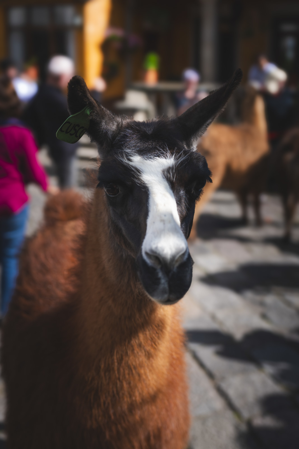Galapagos Cruise With HX Hurtigruten & Mashpi Lodge - The Planet D