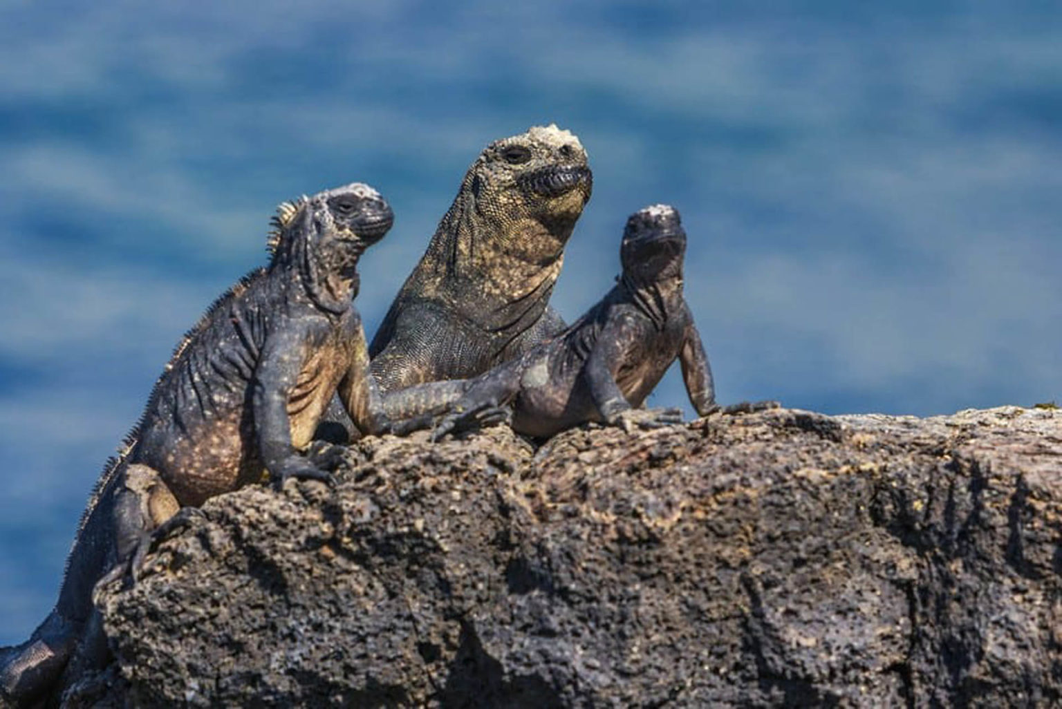 Unique Galapagos Islands Animals in Photos | The Planet D