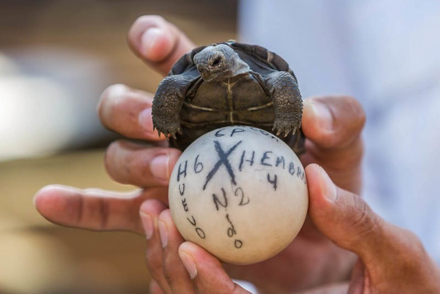 Unique Galapagos Islands Animals in Photos | The Planet D