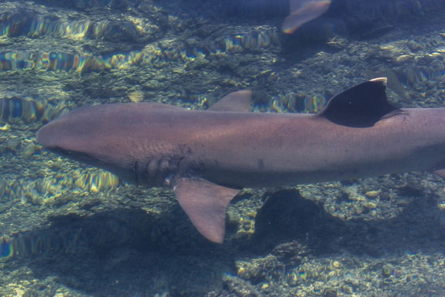 Unique Galapagos Islands Animals in Photos | The Planet D