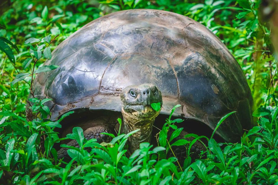 Unique Galapagos Islands Animals in Photos | The Planet D