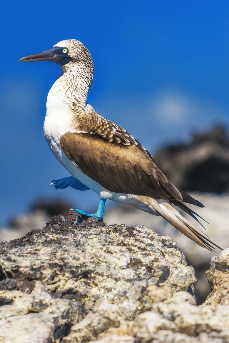 Unique Galapagos Islands Animals in Photos | The Planet D