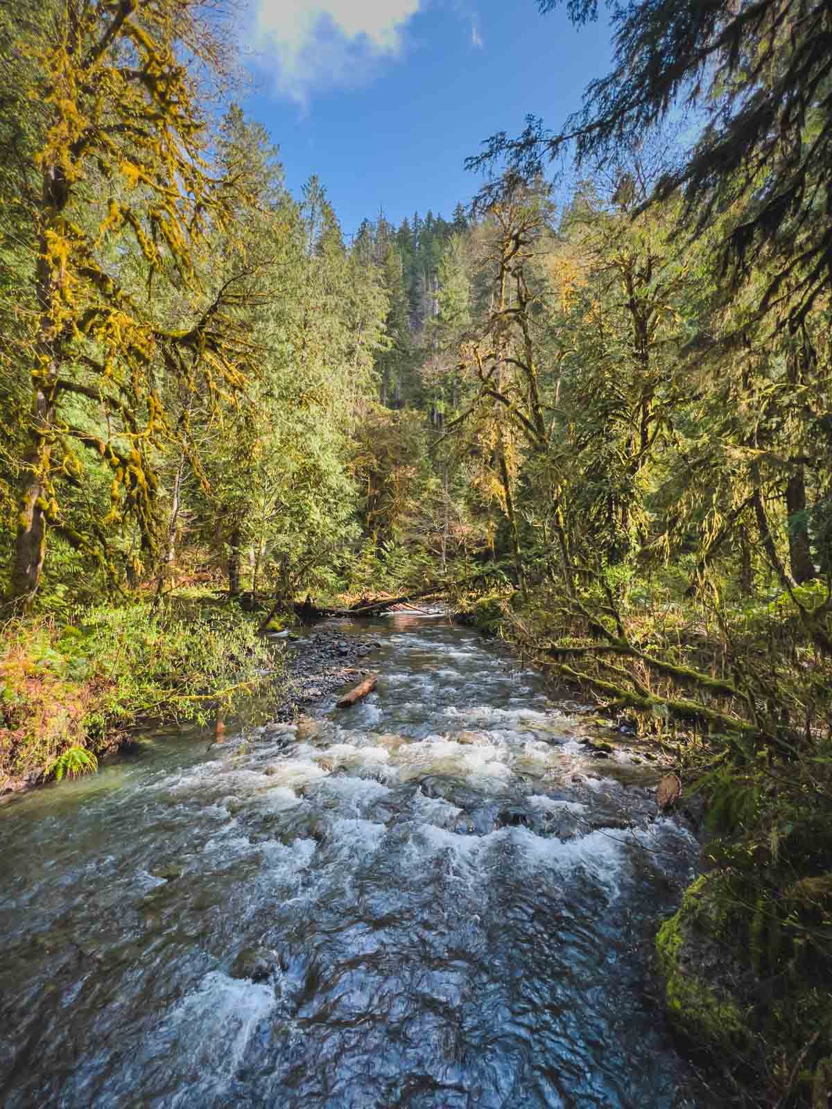 19 Best Hikes in Olympic National Park For 2024 - The Planet D
