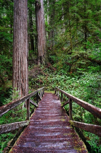 The Complete Guide to Visiting Redwood National Park - The Planet D