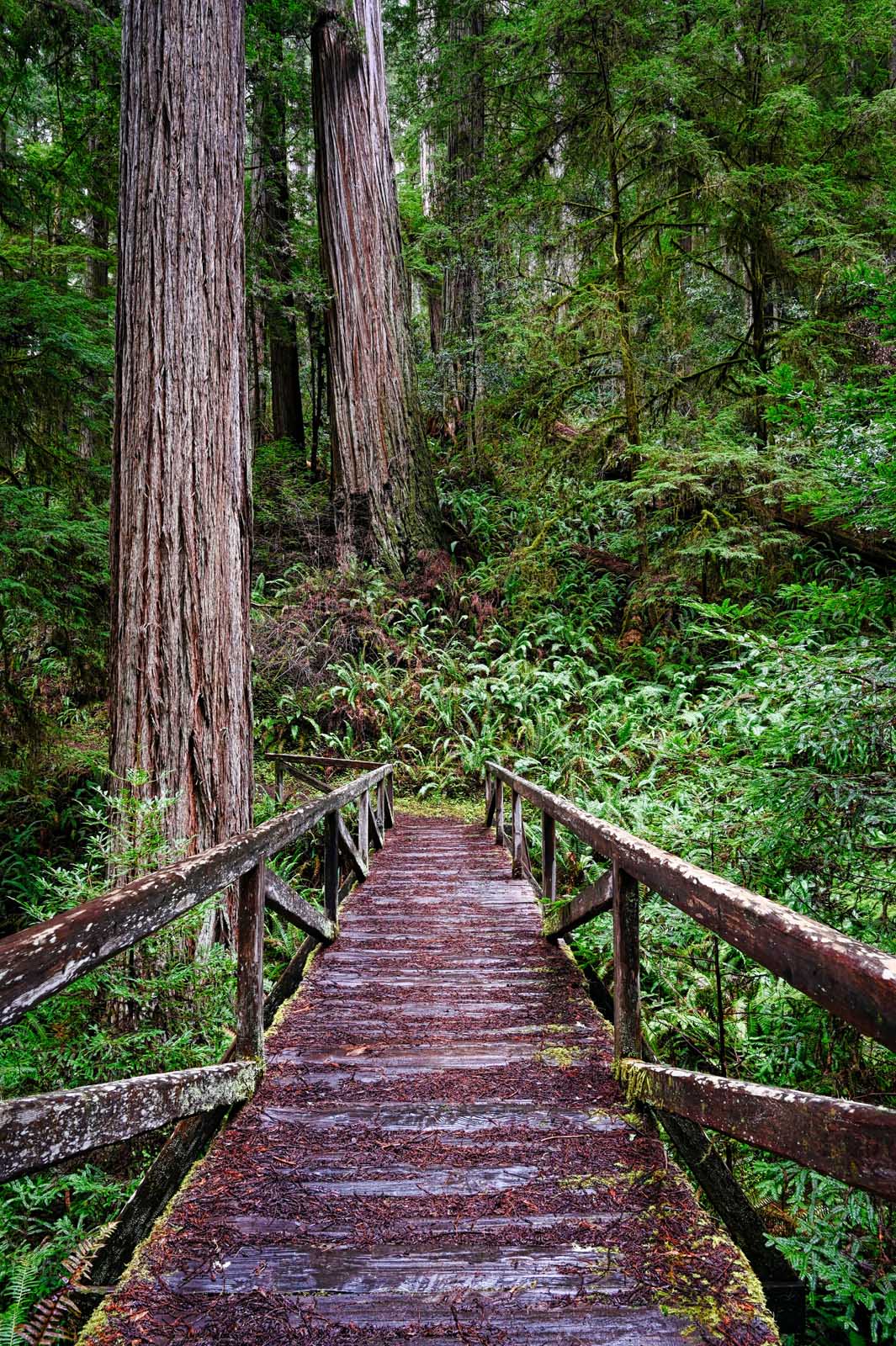 The Complete Guide to Visiting Redwood National Park - The Planet D