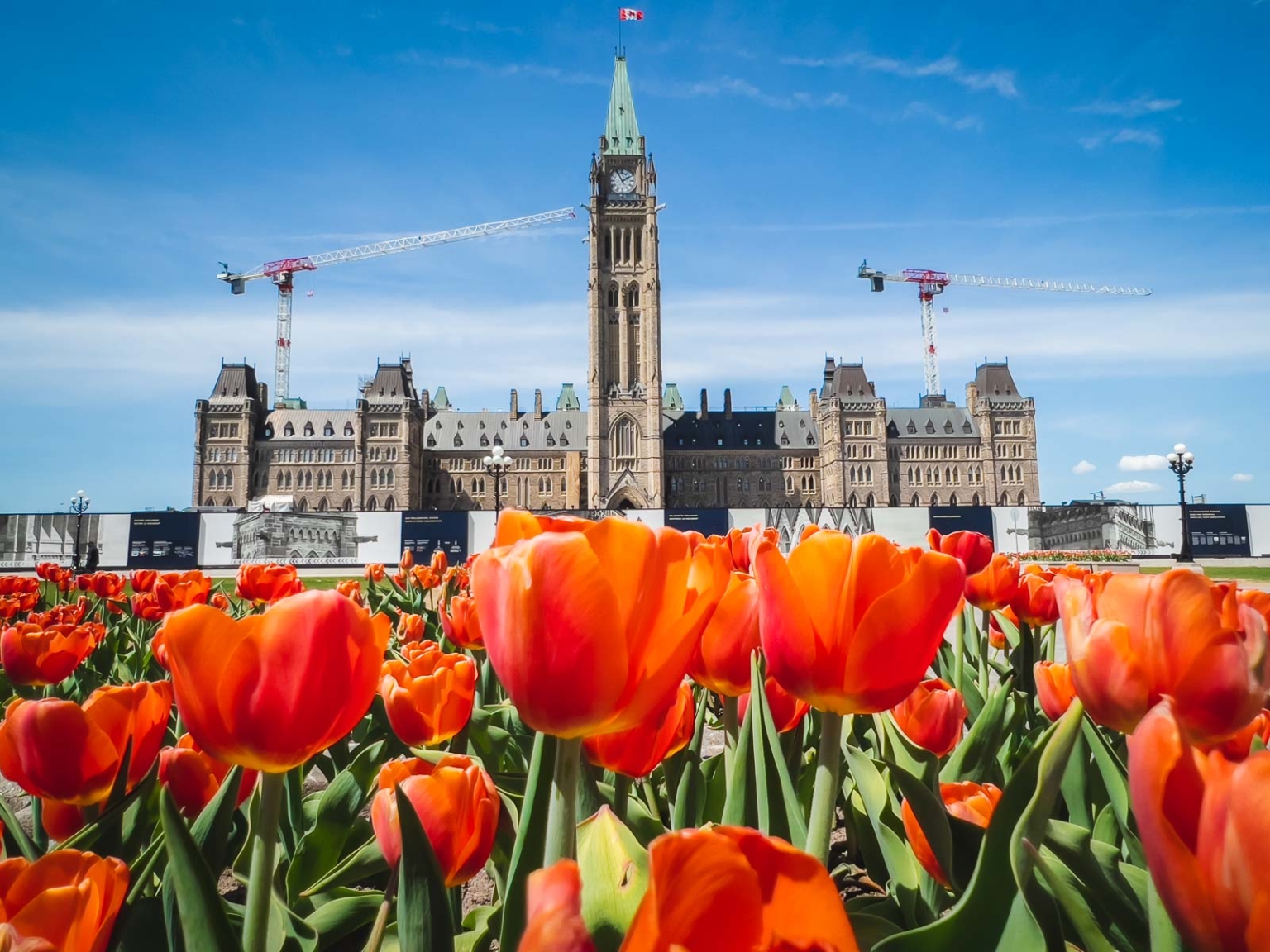 The Ultimate Guide To The Canadian Tulip Festival In Ottawa In 2024
