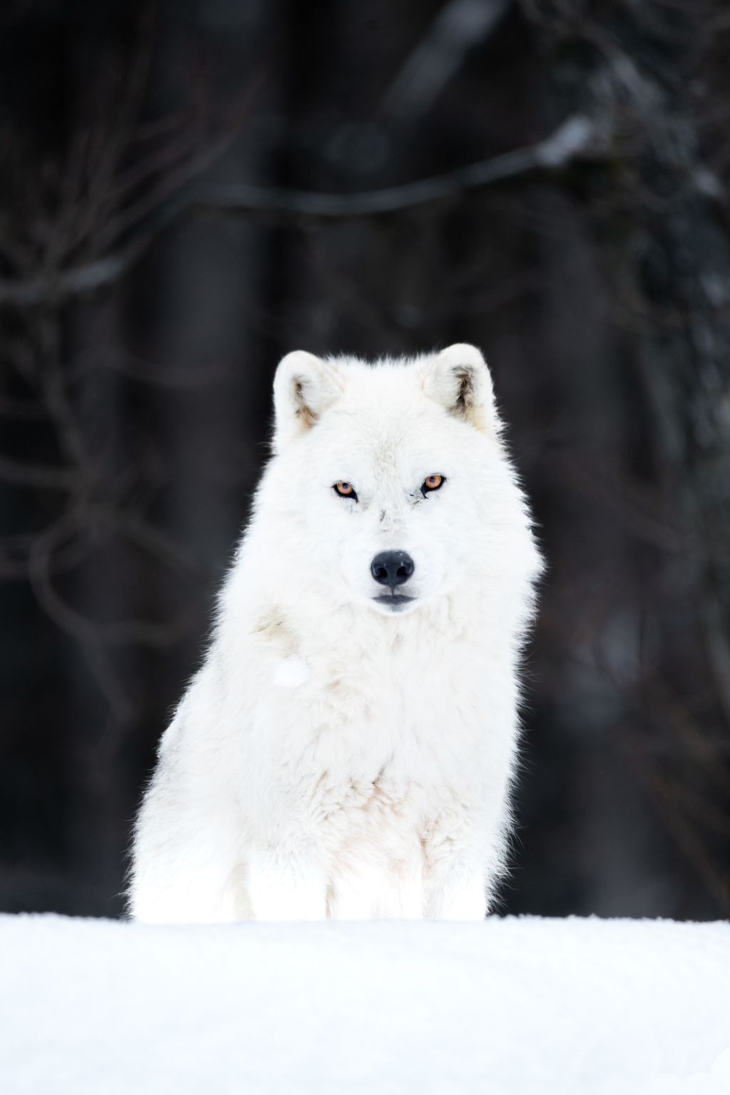 Parc Omega Wolf Cabins: A Weekend Sleeping With The Wolves - The Planet D