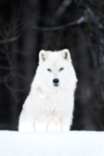 Parc Omega Wolf Cabins: A Weekend Sleeping With The Wolves - The Planet D