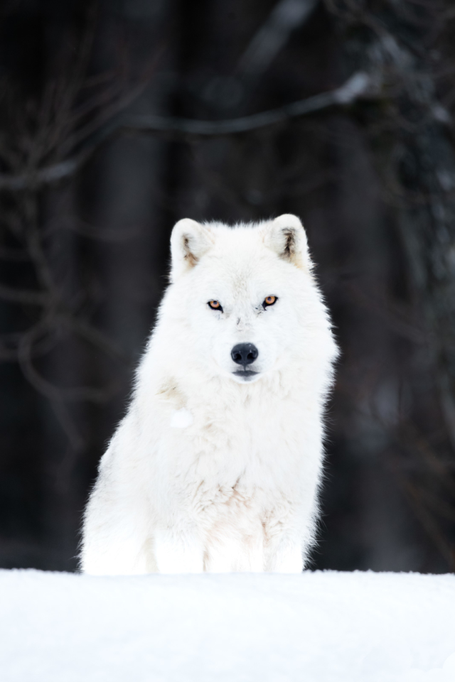 Parc Omega Wolf Cabins: A Weekend Sleeping With The Wolves - The Planet D