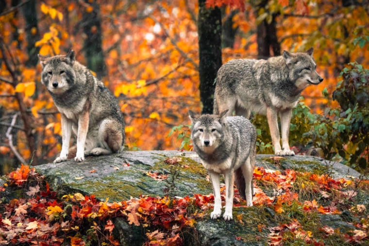 Parc Omega Wolf Cabins: A Weekend Sleeping With The Wolves - The Planet D