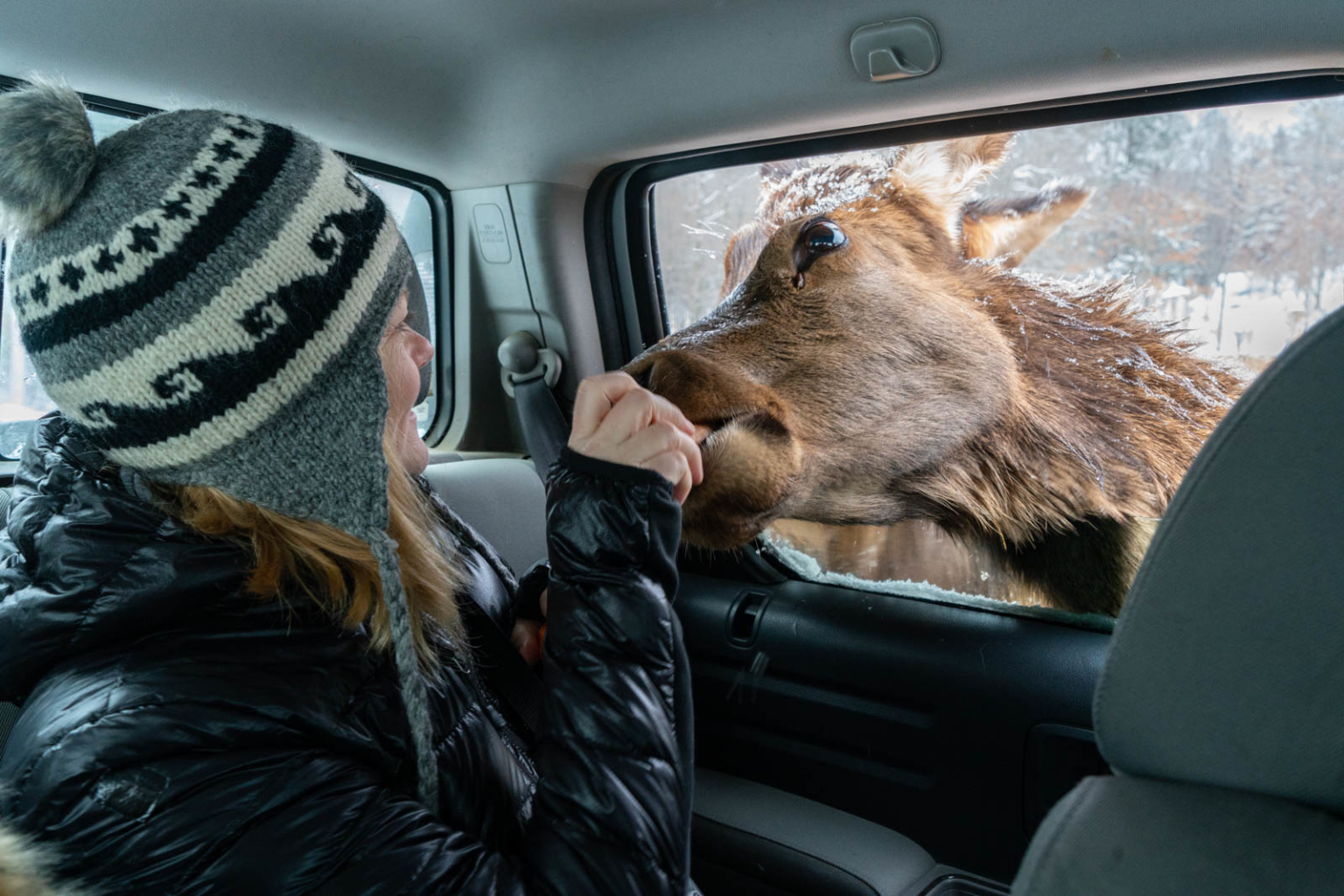 Parc Omega Wolf Cabins: A Weekend Sleeping With The Wolves - The Planet D