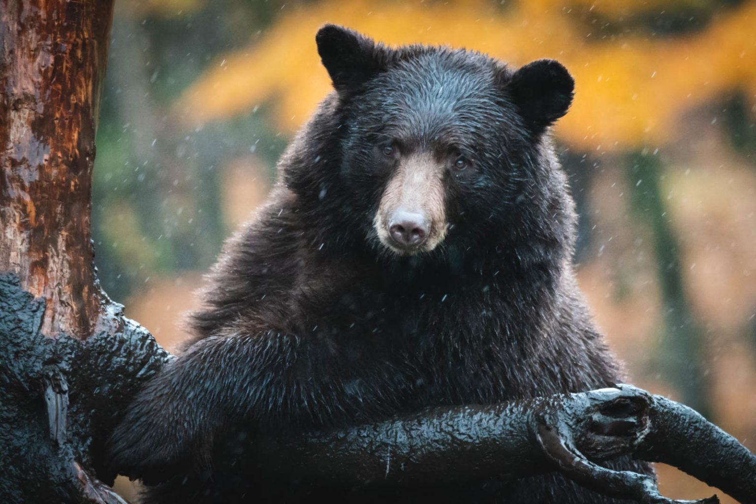 Parc Omega Wolf Cabins: A Weekend Sleeping With The Wolves - The Planet D