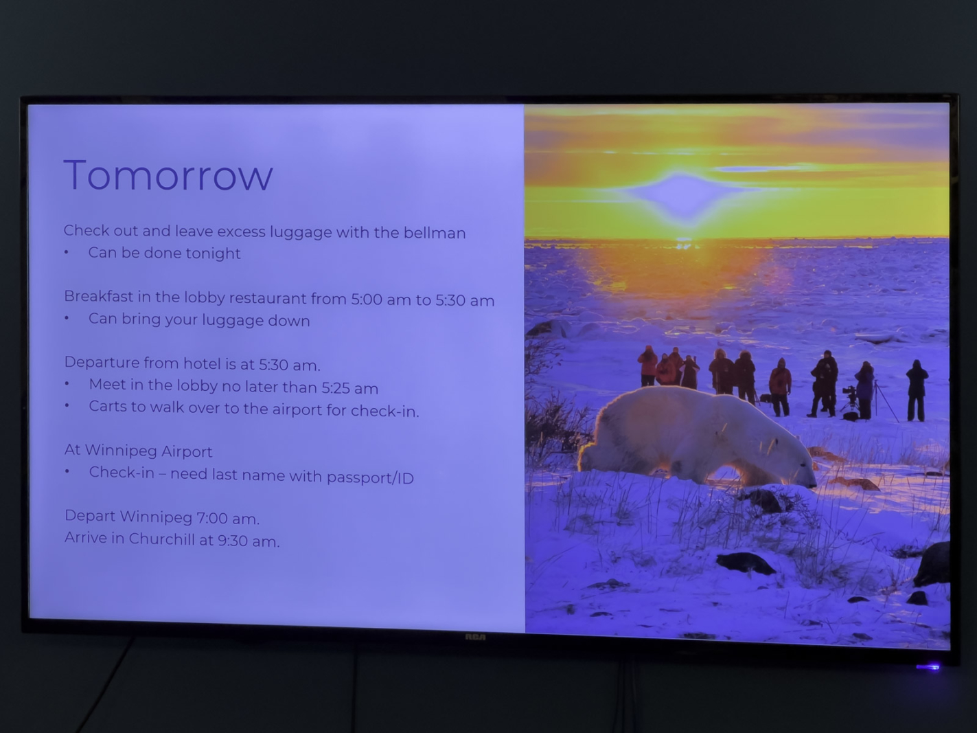 Premier Polar Bear Encounters - Face to Face with Arctic Giants - The ...