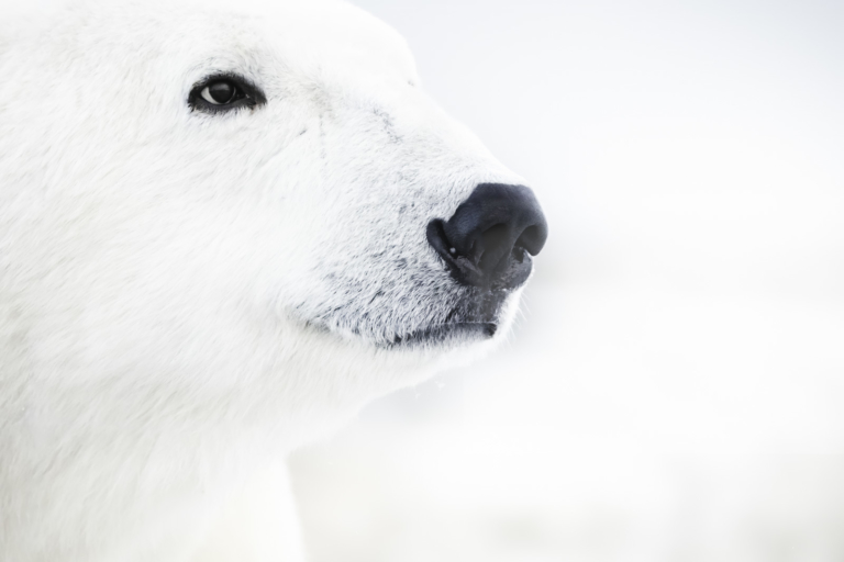 Premier Polar Bear Encounters - Face to Face with Arctic Giants - The ...