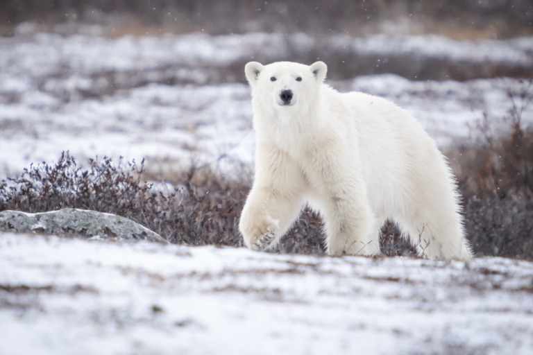 Premier Polar Bear Encounters - Face to Face with Arctic Giants - The ...