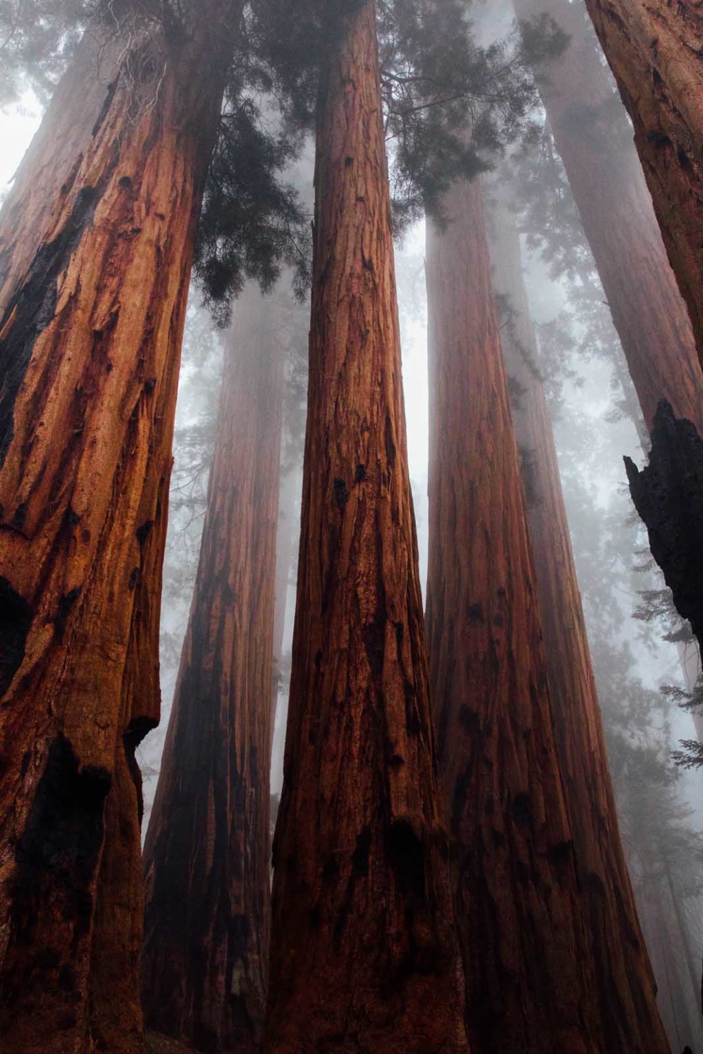 The Complete Guide to Visiting Redwood National Park - The Planet D