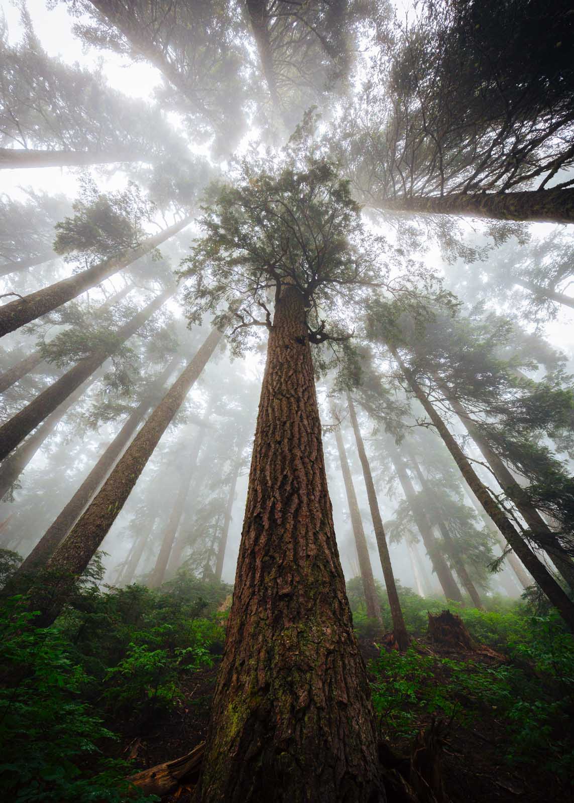 The Complete Guide to Visiting Redwood National Park - The Planet D