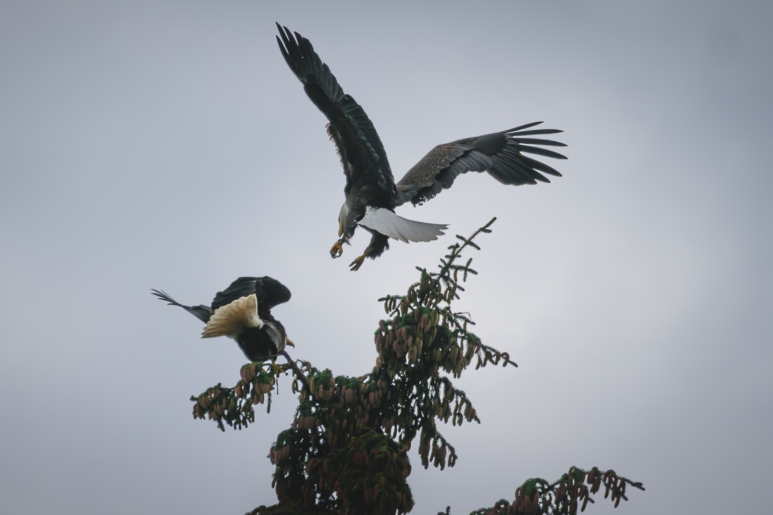 28 Amazing Things to do in Juneau Alaska - The Planet D