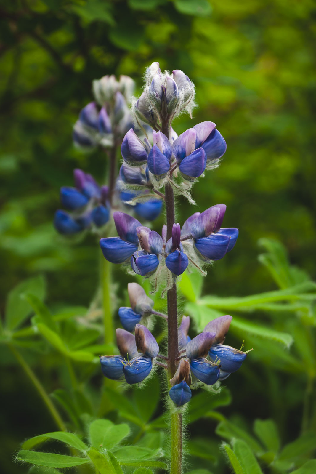 28 Amazing Things to do in Juneau Alaska - The Planet D