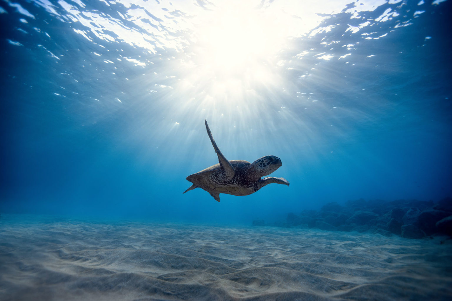10 Ways to Help Save The Oceans - World Oceans Day & Beyond | The Planet D