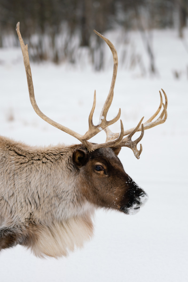 Adorable Tundra Animals - The Canadian Arctic Comes to Life