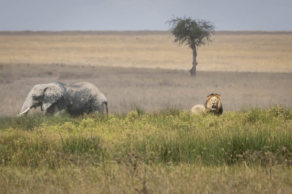 Best Tips for Going on Safari in Africa | The Planet D