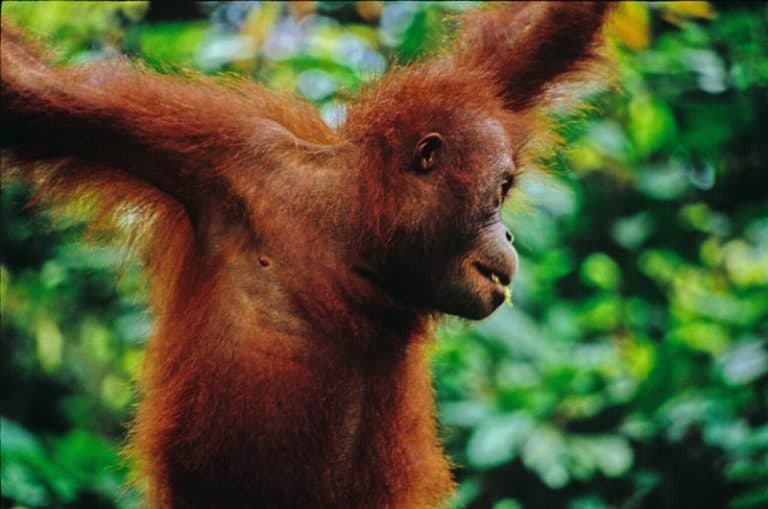 24 Amazing Animal Encounters of the World - The Planet D