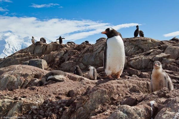 24 Amazing Animal Encounters of the World - The Planet D