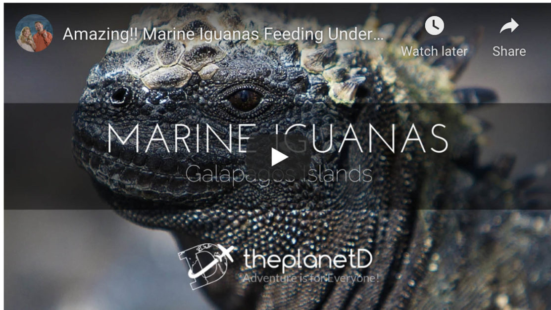 Unique Galapagos Islands Animals in Photos | The Planet D