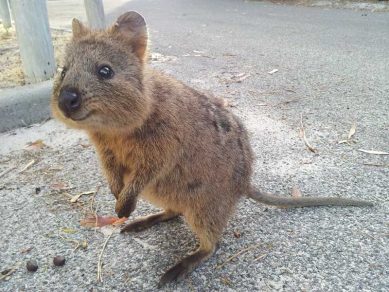 12 Amazing Australian Wildlife Experiences | The Planet D