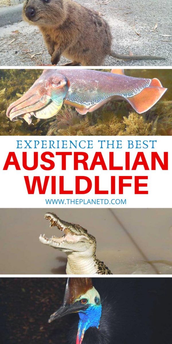 12 Amazing Australian Wildlife Experiences | The Planet D
