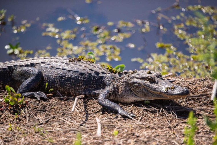 16 Best Things to Do in Lake Charles Louisiana in 2024 - The Planet D