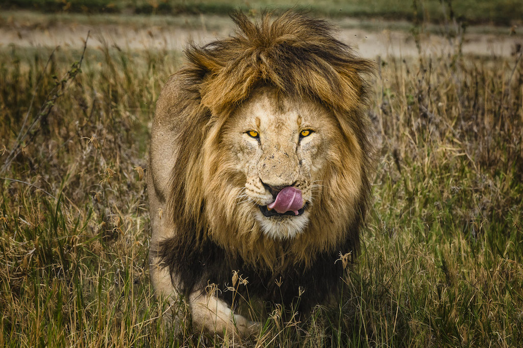 Born Free Lives On In Kenya Travel Blog The Planet D Born Free Lives On In Kenya Travel Blog The Planet D