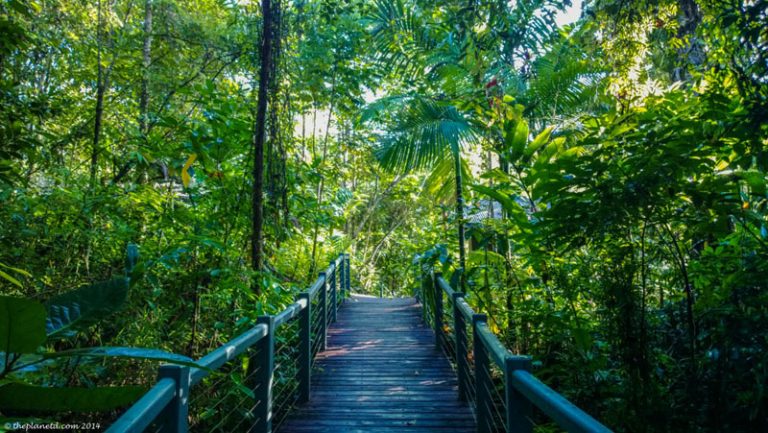 Daintree Rainforest - Dreamtime at the Silky Oaks Lodge