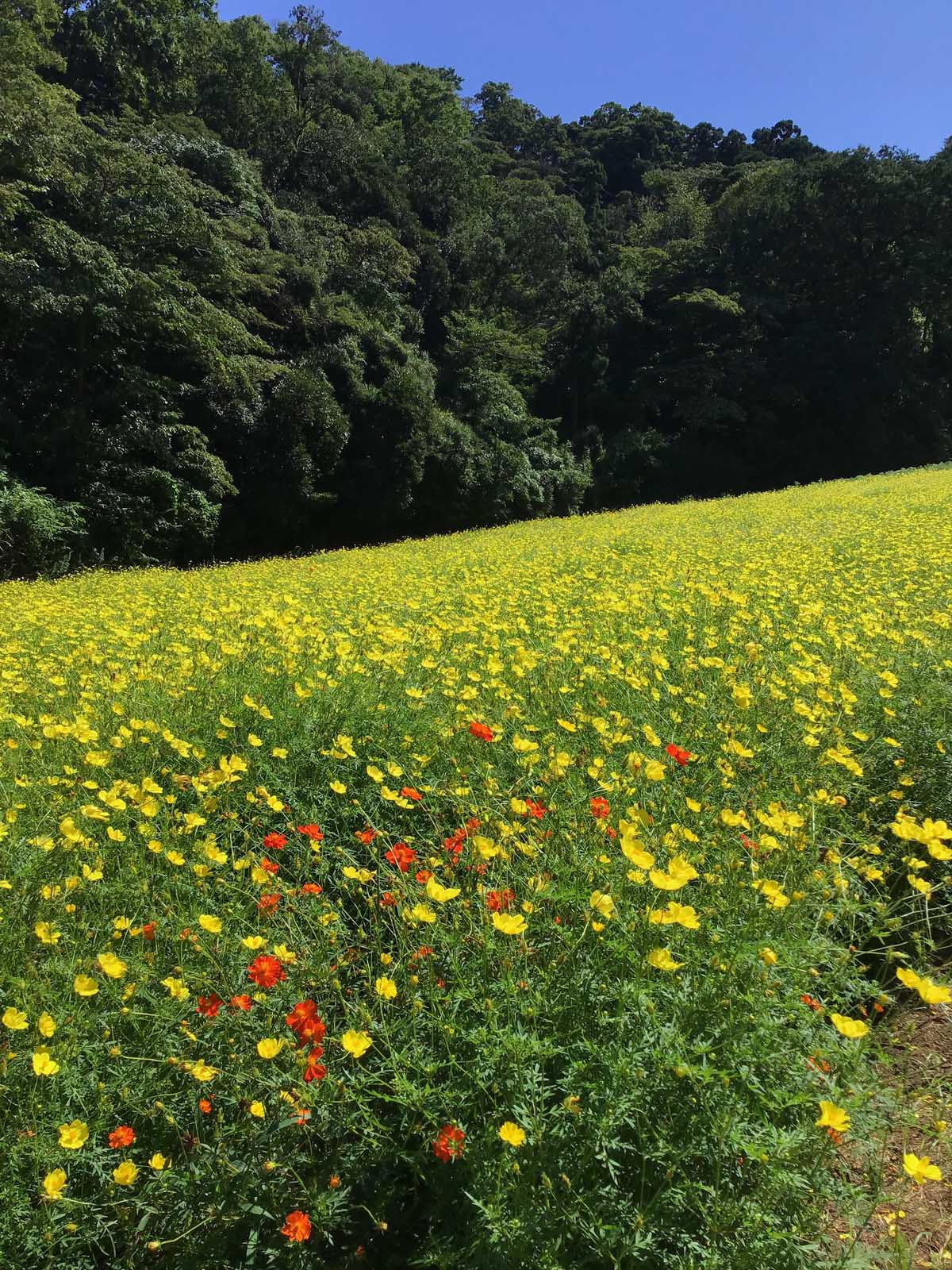 9 Amazing Day Trips from Tokyo, Japan - The Planet D