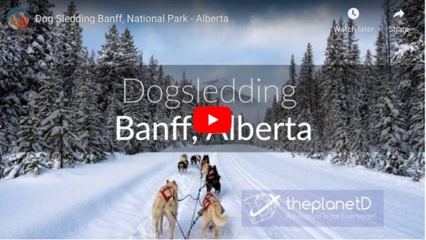The Best place to go Dog Sledding in Banff National Park - The Planet D