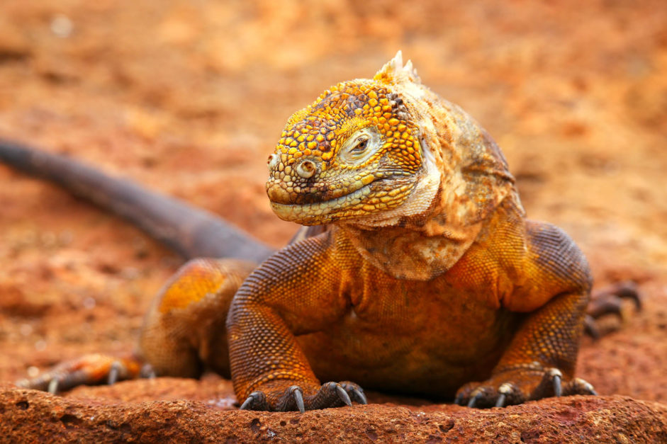 Unique Galapagos Islands Animals in Photos | The Planet D